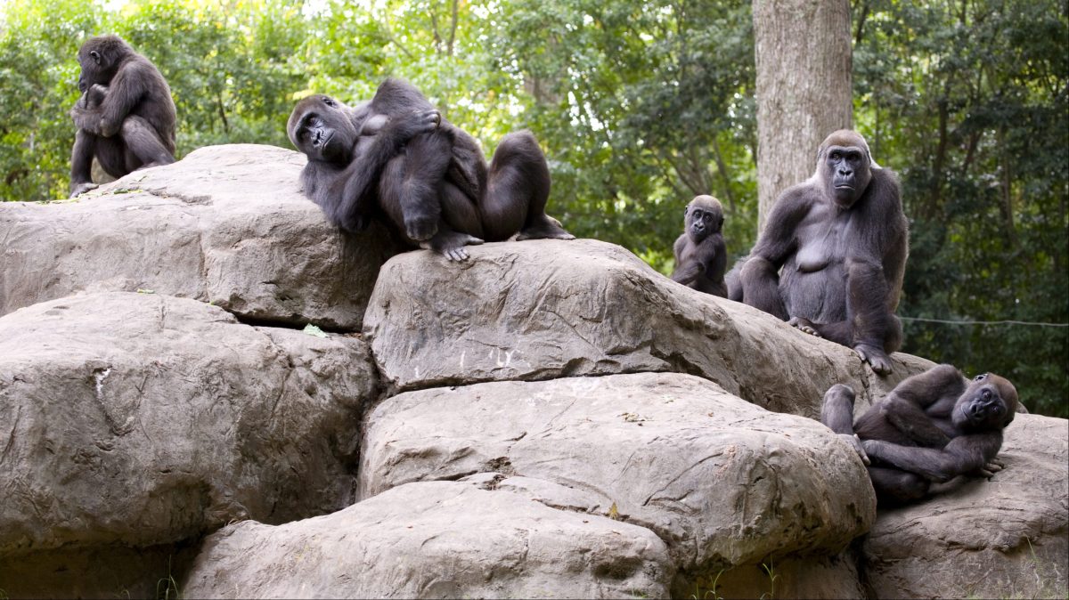 gorilla_family_za_2472a-e1470672703778.jpg?w=1200
