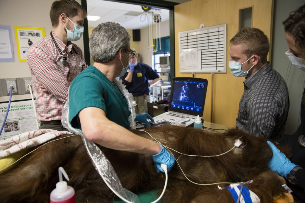 Ultrasound Info